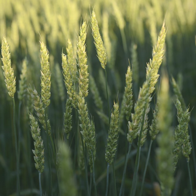 Granubor | NexusBioAg